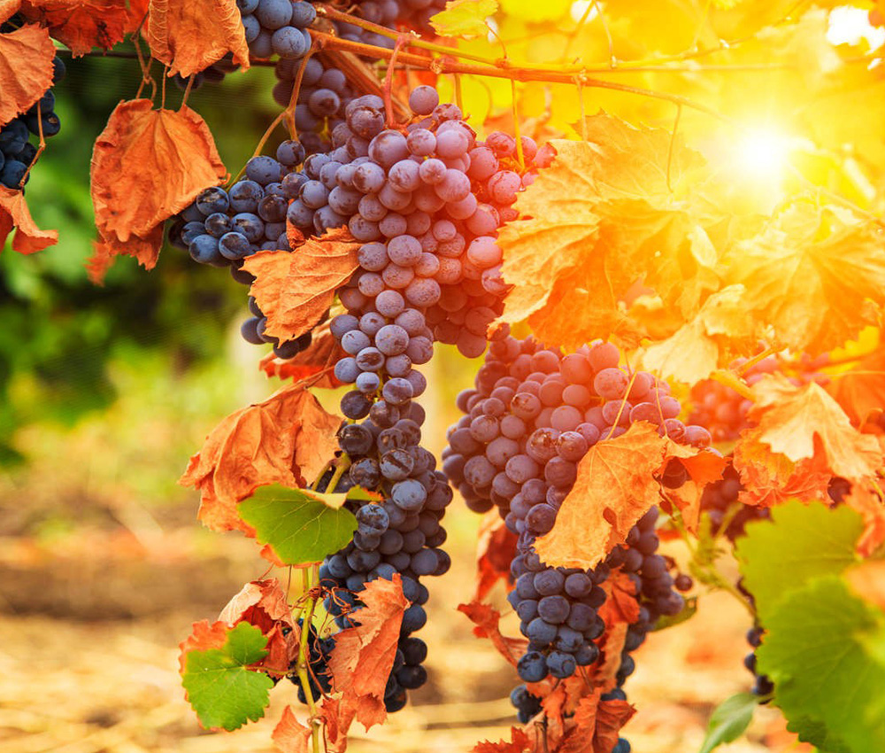 JOHN 15: The Vine and The Branches - Capernwray