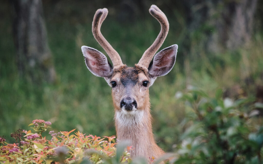 Capernwray Harbour | Thetis Island, BC